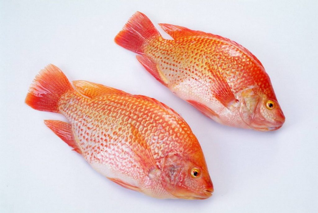 Red tilapia – HÙNG PHÚC SEAFOOD